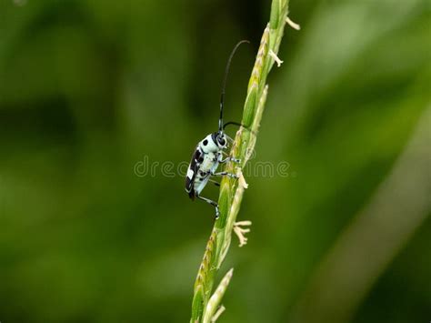 Speckled Long Horned Beetle Wide Shot Stock Image Image Of