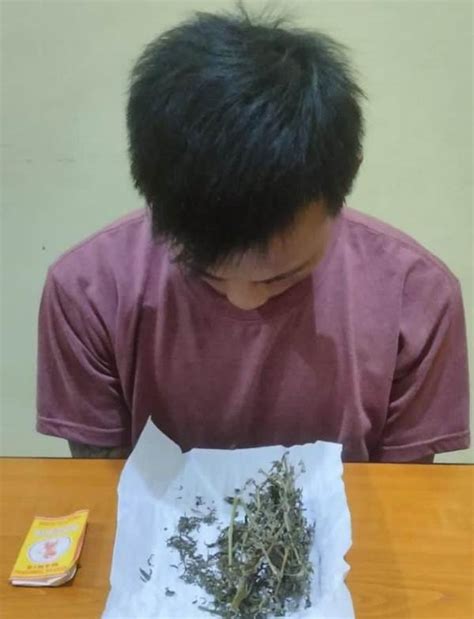 Hasil Pengembangan Polres Lebong Kembali Amankan Terduga Pelaku