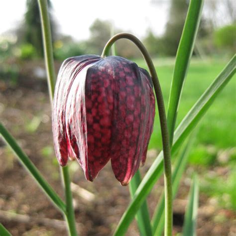 5 Unusual Bulbs For The Midwest Fine Gardening