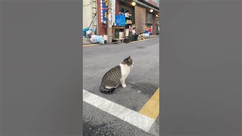 갑자기 옆으로 와서 앉는 길고양이 Youtube