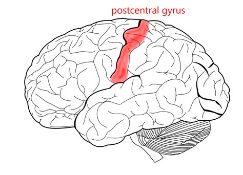 The Gyrencephalic Brain Gyri And Functional Areas Introduction To