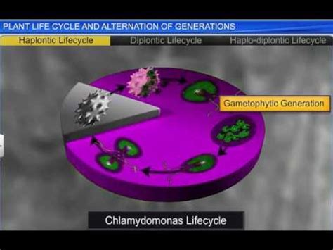 CBSE Class Biology Plant Life Cycles And Alternation Of Generation By Shiksha House