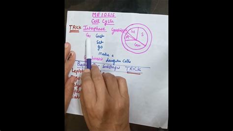 Super Easy Trick To Learn Interphase Prophase1substages Youtube