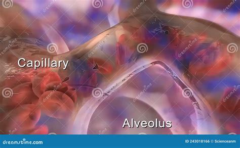 Pulmonary Alveolus Alveoli Trachea And Bronchiole In The Lungs