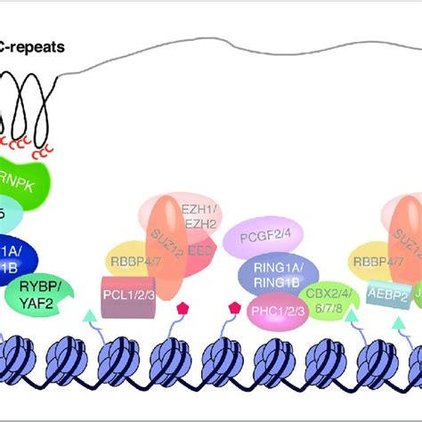 Regulation Of Chromatin Organization By Polycomb At Multiple Levels