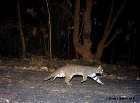 Chance Encounters With Cameras Throw New Light On Indias Rusty Spotted Cats The Wire Science