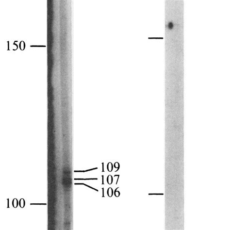 Structure Of The Prv Genome And Construction Of Ul49 Mutant Viruses