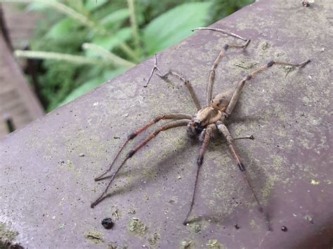 Agelena Silvatica 20190720 162648b Rainer Breitling Flickr