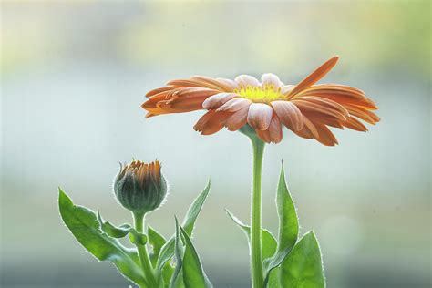 November Marigold Photograph By Anne Haile Fine Art America