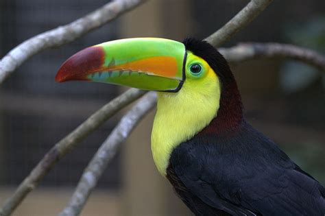 Hard Toucan Blank Template Imgflip