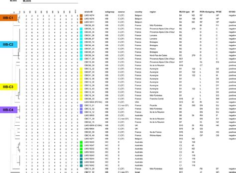 mlva based upgma clustering analysis of the b cenocepacia strains