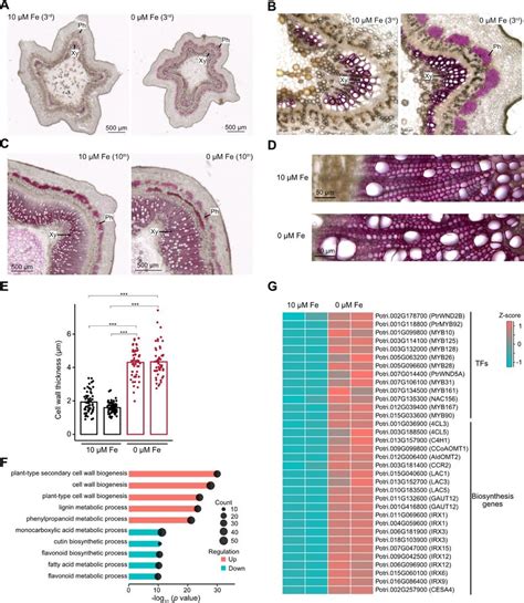 Iron Fe Deprivation Activates Secondary Cell Wall Scw Biosynthesis Download Scientific