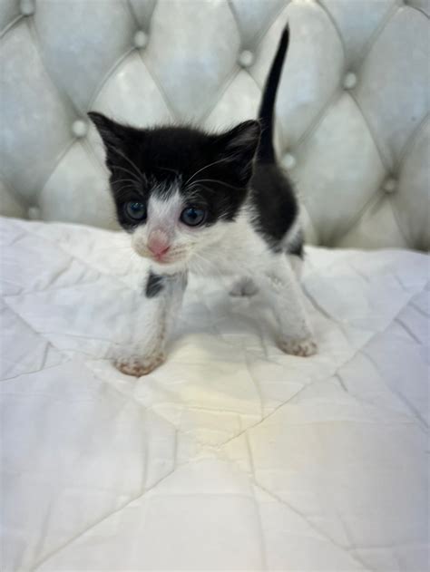 코리안숏헤어 코코 샴입양 셀커크렉스입양 스코티쉬폴드입양 스핑크스입양 아메리칸숏헤어입양 아비시니안입양 터키시앙고라입양 페르시안입양