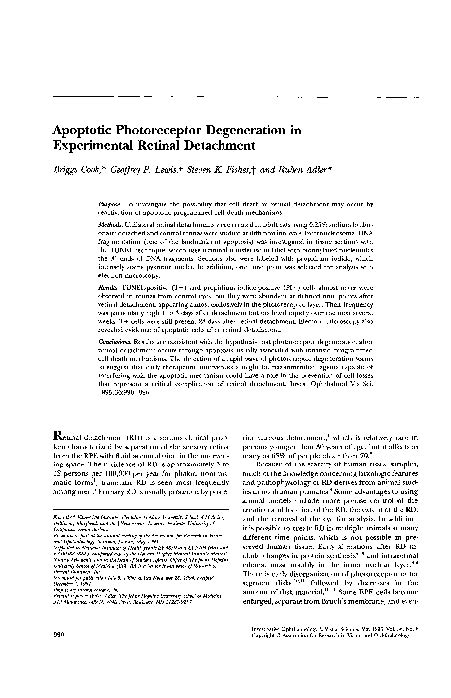 Pdf Apoptotic Photoreceptor Degeneration In Experimental Retinal