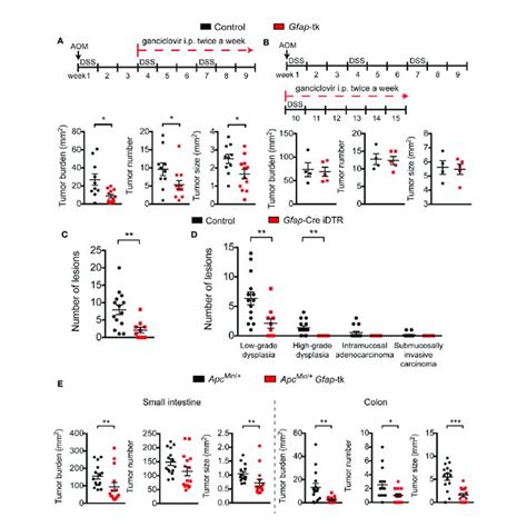 Enteric Glia Are Important During Early Tumor Development A B