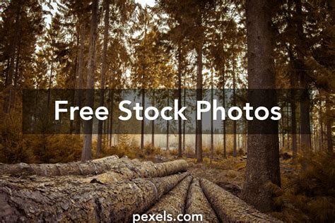 Reforestation Process Photos Download The Best Free Reforestation