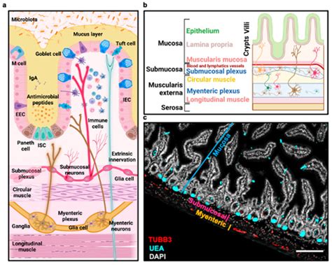 The Imperative For Innovative Enteric Nervous Systemintestinal