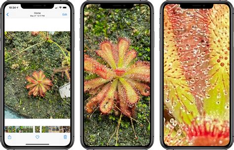 Ios 14 Lets You Zoom Further Into Photos Macrumors