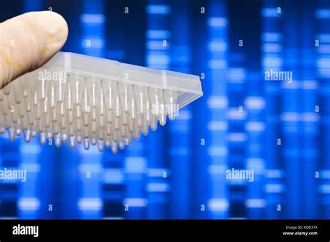DNA Testing In The Laboratory A Well Plate In The Researcher S Hand Stock Photo Alamy