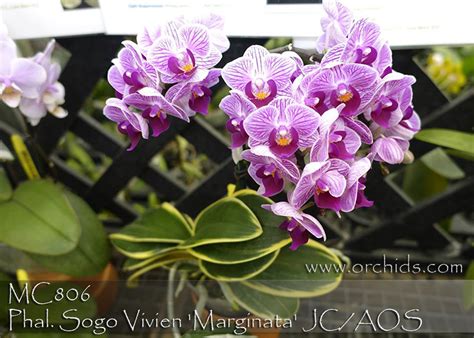 Phal Sogo Vivien Marginata Jcaos Sogo Al Ice X Zuma Pixie