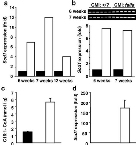 scd1 expression in myoblasts a expression of scd1 ha in immunoblot