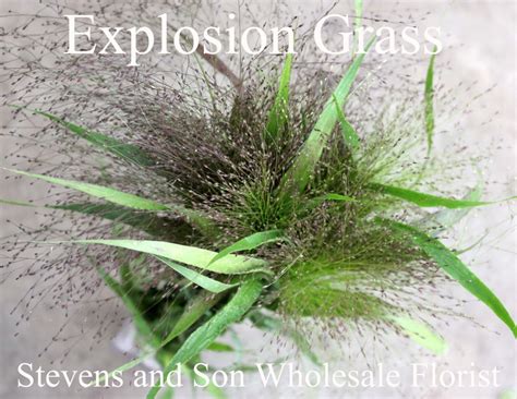 Grasses Wild Import And Domestic Stevens And Son Wholesale Florist