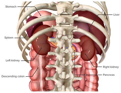 Surgical Anatomy Of The Abdomen Concise Medical Knowledge