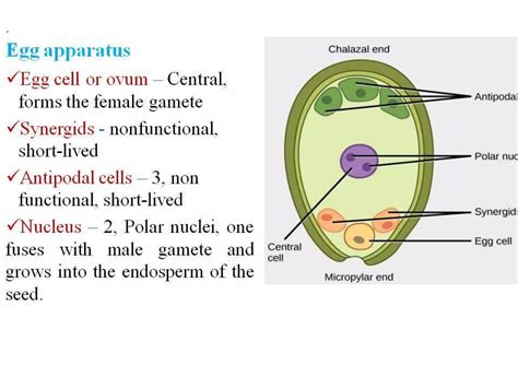 Structure And Types Of Ovule Pptx