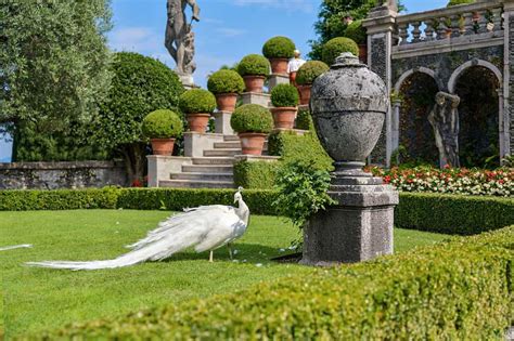 White Peacocks 5 Pictures And Why Theyre So Rare A Z Animals