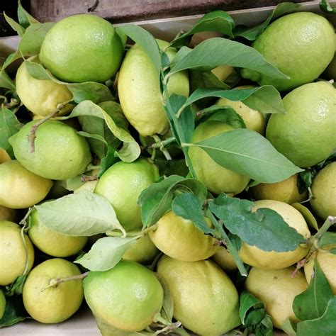 Citron Jaune Envie De Frais