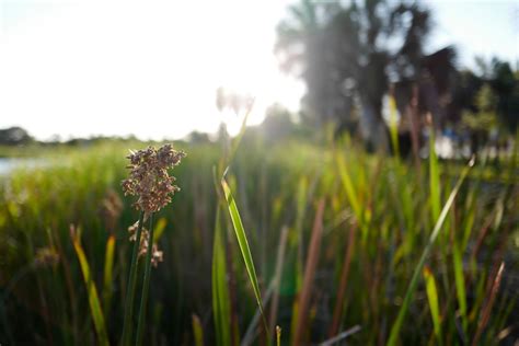 Free Images Tree Nature Plant Lawn Meadow Prairie Sunlight