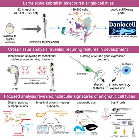 Nih Researchers Create Single Cell Rna Seq Atlas Detailing Early Stages
