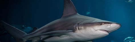 Sandbar Shark Georgia Aquarium