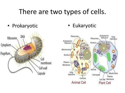 what is a cell ppt download
