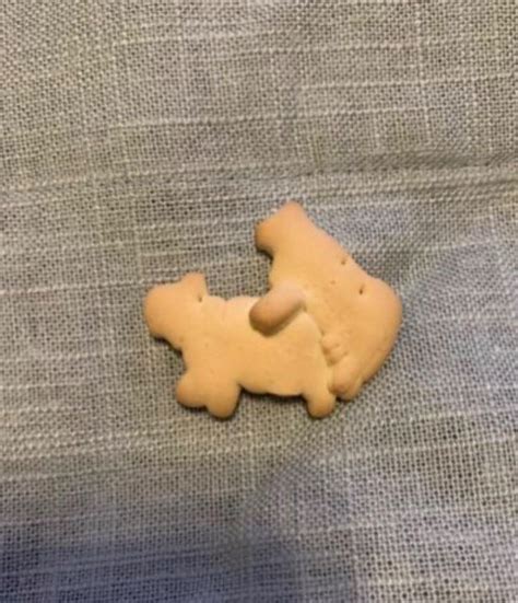 These Animal Crackers Came Out Of The Bag Having Sex Rmildlyinteresting