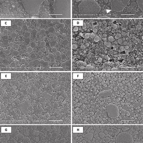 SEM Images Of Composite Surfaces Magnification 25 000 Images After