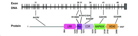Schematic Figure Illustrating The Distribution Of Mutations