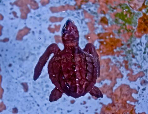 Green Turtle Cubs In Captivity Stock Image Image Of Wildlife Cute 266785125
