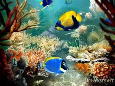 10 Interesting Fish Facts My Interesting Facts