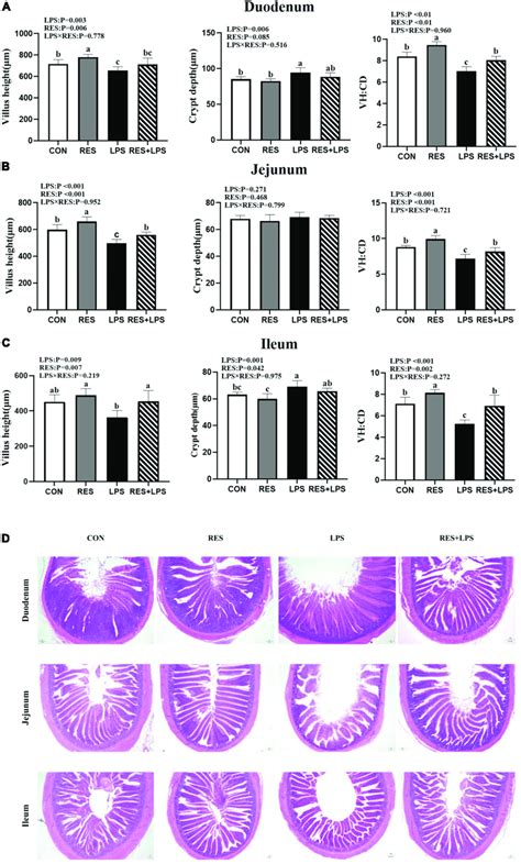 Effect Of Dietary Resveratrol Supplementation On Intestinal Morphology