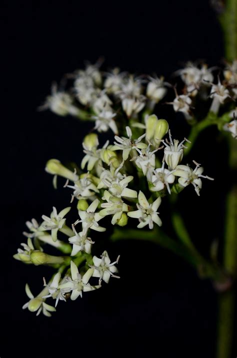 Ehretia Wallichiana Eflora Of India