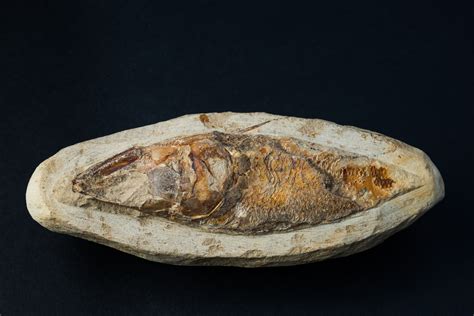 Ancient Fish Fossils Reveal 15 Million Year Old Secrets In Stunning
