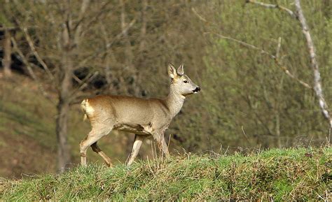 Mlada Srna Se Udomaćila U Kući Američke Obitelji Voli Spavati Na Kauču Nacional Hr News