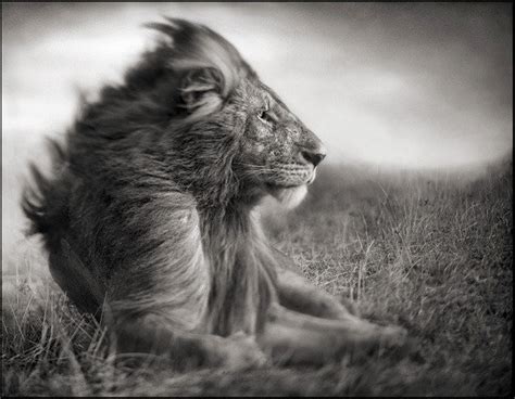 Maasai Olympics Ending Lion Killings In Kenya Globalgiving