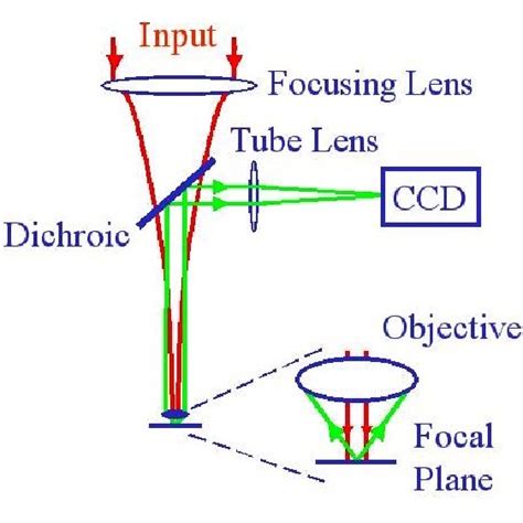 Schematic Of Multiphoton Microscope That Uses Widefield Illumination Of