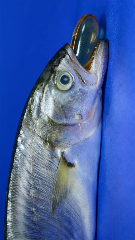 Upsc Cse Prelims 2025 Begins Today Key Exam Day Instructions Strict Guidelines On Admit Cards