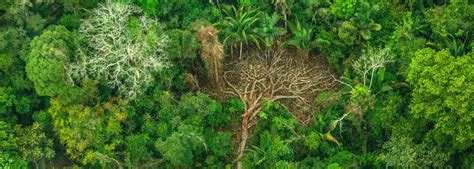 Rainforest Deforestation Solutions In Lulas First Six Months Brazil