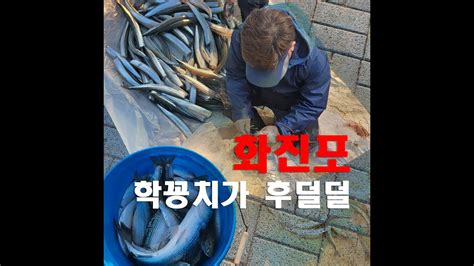 한투라화진포 학꽁치대전어숭어 대박이네 Youtube