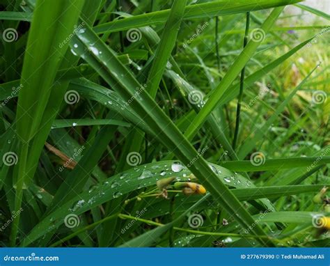 Little Grass Growing Up On The Surface Of Cracking Concrete Road