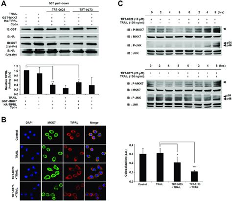 Effects Of Inhibition Of Mkk7 Tiprl Interaction And Activation Of Download Scientific Diagram